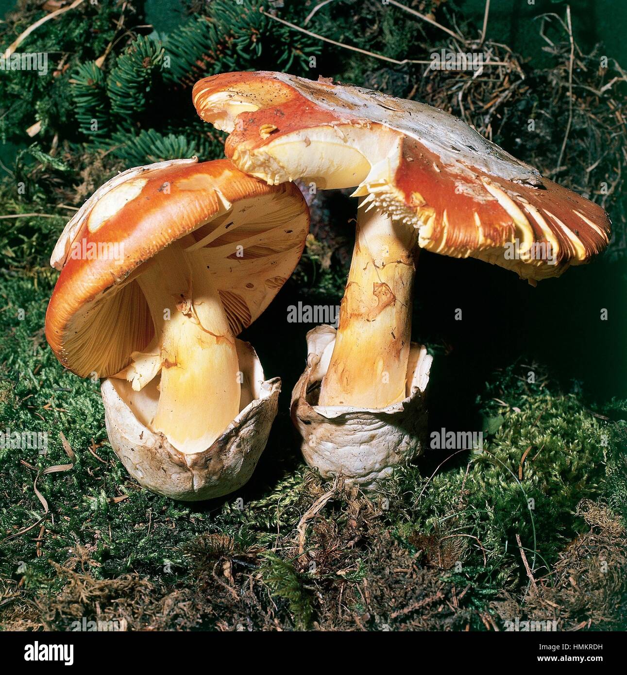 Caesar's mushroom (Amanita caesarea), Amanitaceae Stock Photo - Alamy
