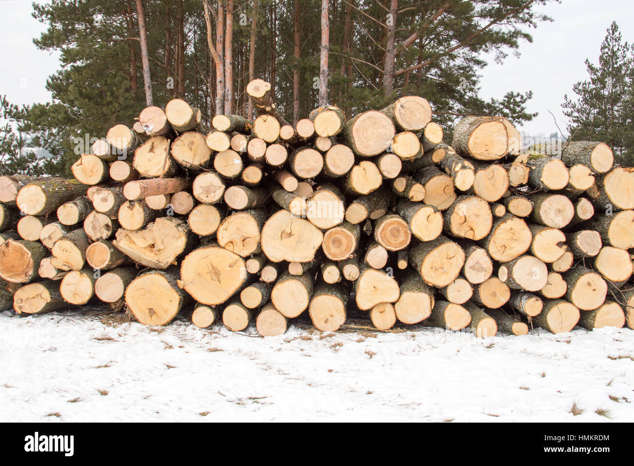 Freshly cut tree trunks, ready for collection Stock Photo - Alamy