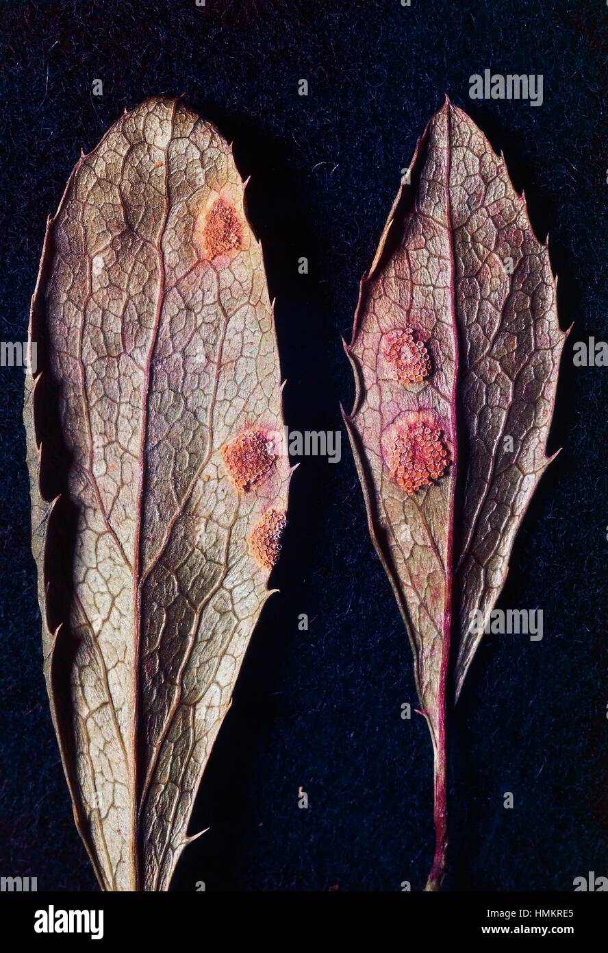 Puccinis graminis hi-res stock photography and images - Alamy