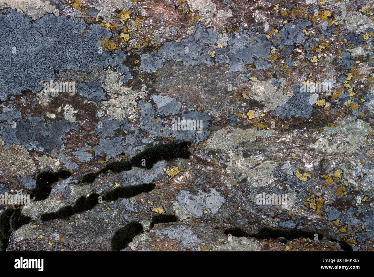 Lichen encrusted rocks Stock Photo - Alamy