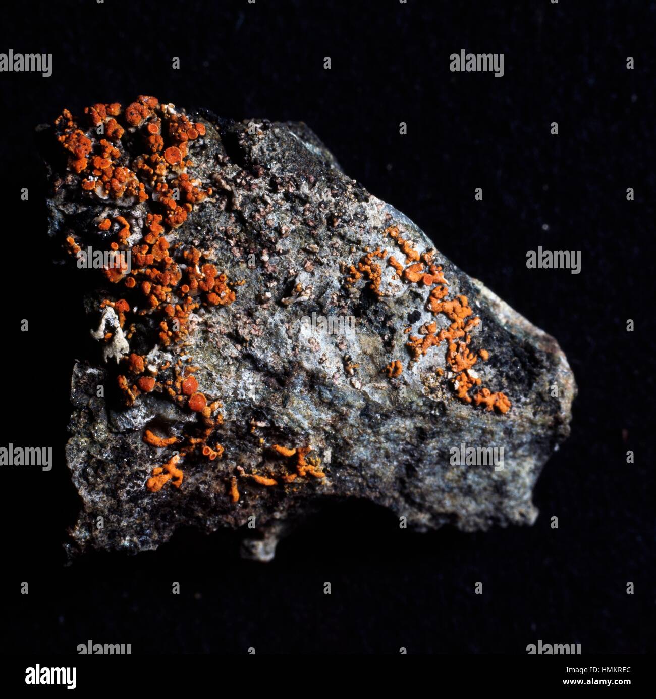 Elegant Sunburst Lichen encrusted rock (Xanthoria elegans ...