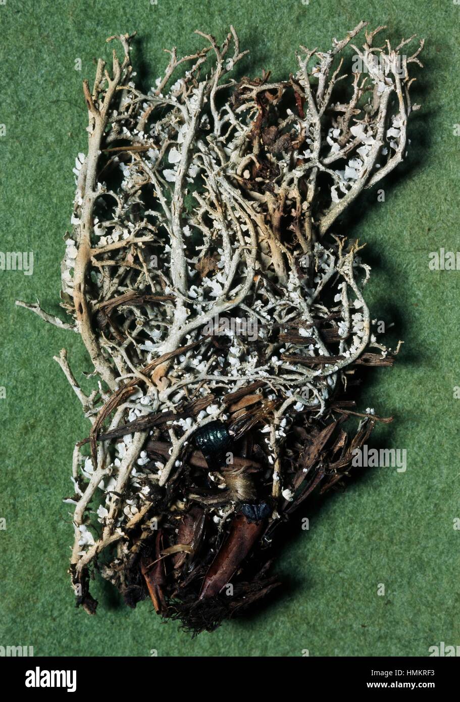 Cladonia furcata, Cladoniaceae Stock Photo - Alamy
