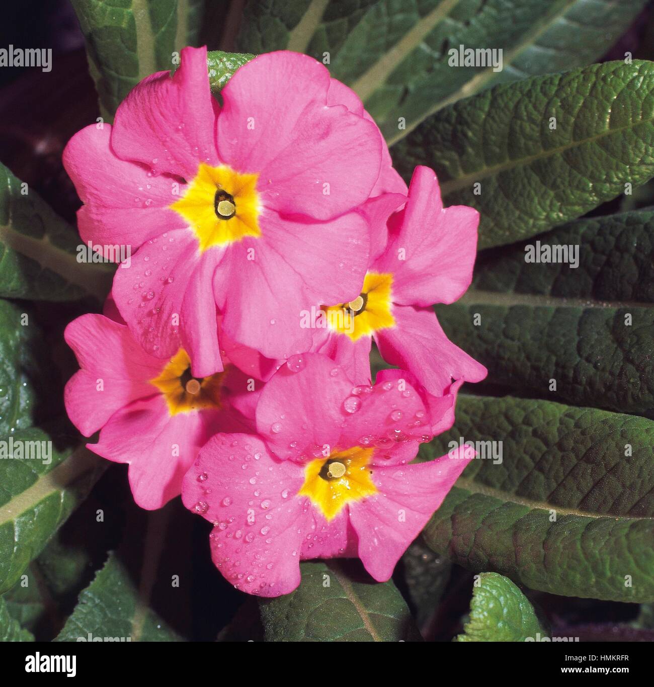 Primrose (Primula vulgaris), Primulaceae Stock Photo - Alamy