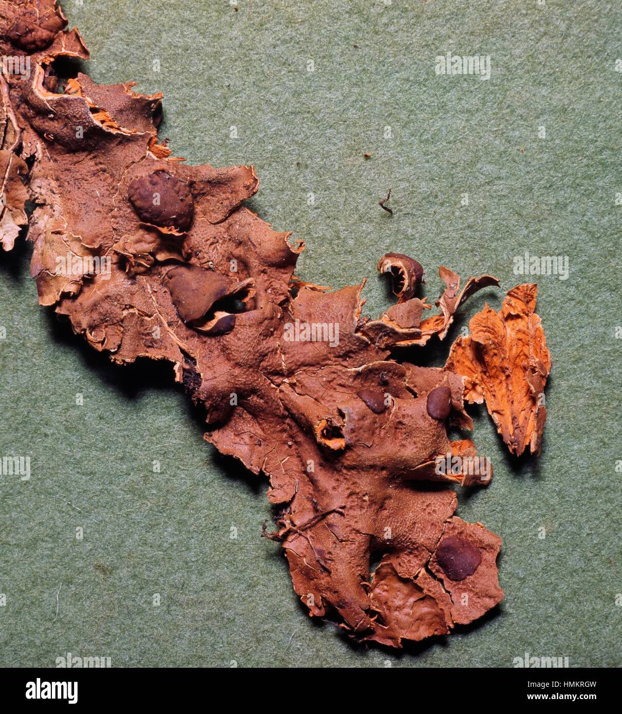 Chocolate Chip Lichen thallus (Solorina crocea), upper surface ...