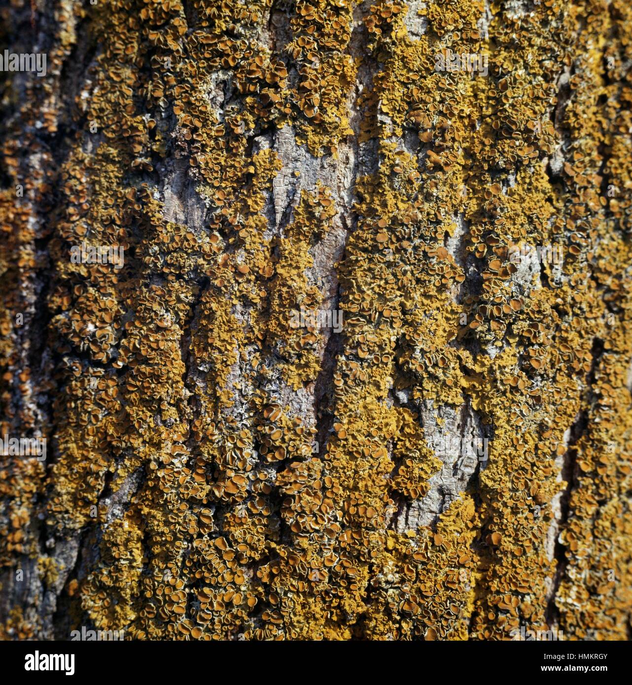 Common Orange Lichen (Xanthoria parietina), Xanthorioideae Stock Photo ...