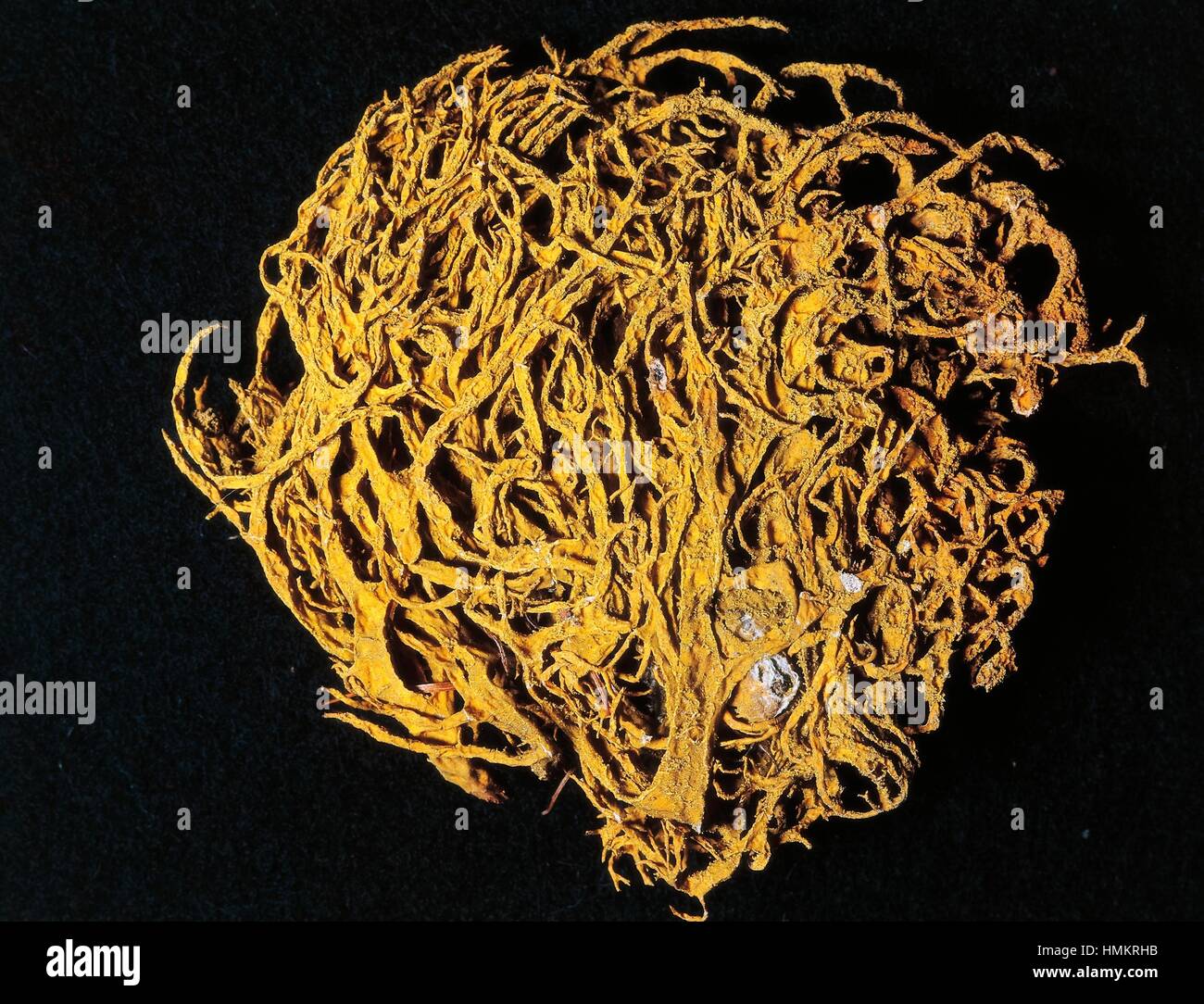 Wolf Lichen (Letharia vulpina), Parmeliaceae Stock Photo - Alamy