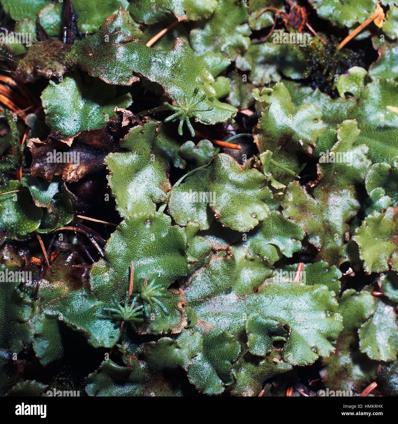 Liverwort (marchantia polymorpha) hi-res stock photography and images ...