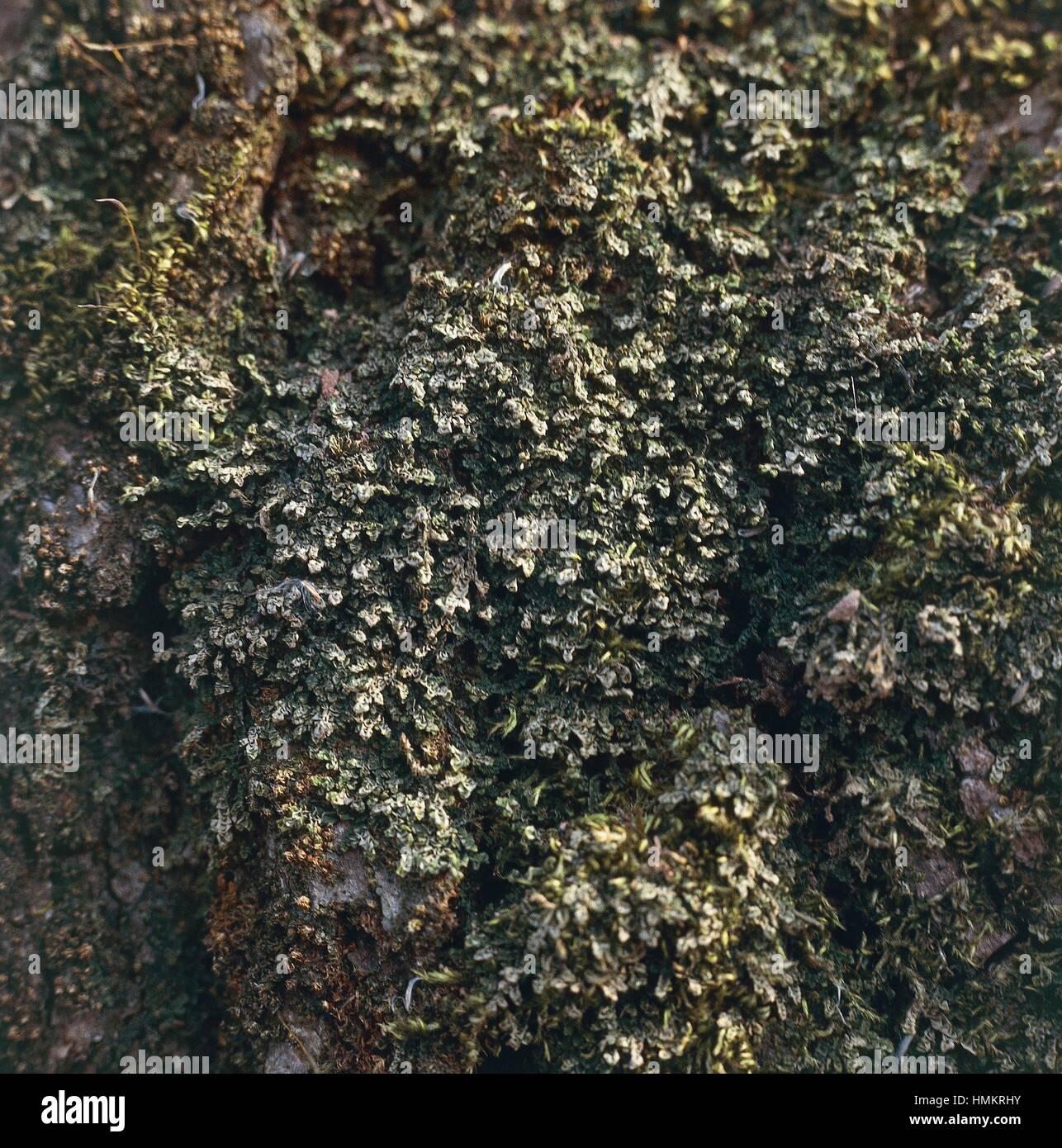 Hepatics or liverworts plants mixed with moss Stock Photo - Alamy