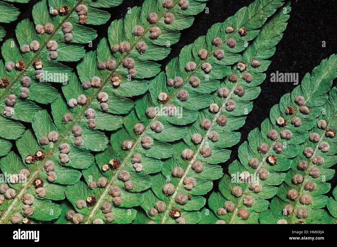 Lower surface of fern fronds with sori Stock Photo - Alamy