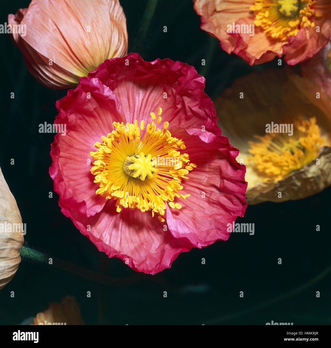 Iceland poppy (Papaver nudicaule), Papaveraceae Stock Photo - Alamy