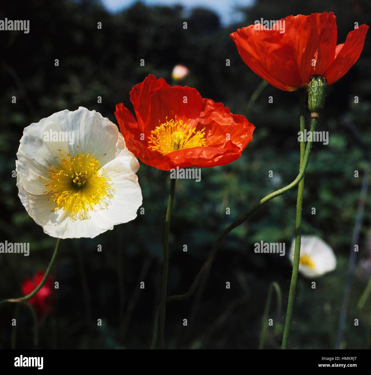 Iceland poppy (Papaver nudicaule), Papaveraceae Stock Photo - Alamy