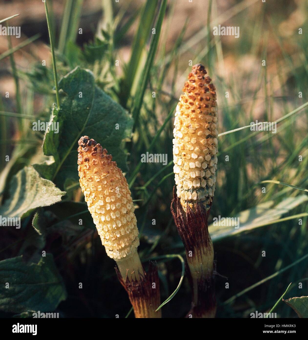Common horsetail (Equisetum arvense), Equisetaceae Stock Photo - Alamy