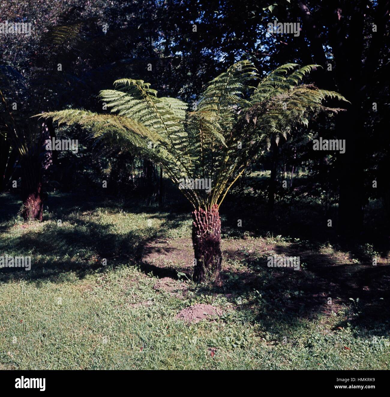 Tree fern, Dicksoniaceae Stock Photo - Alamy