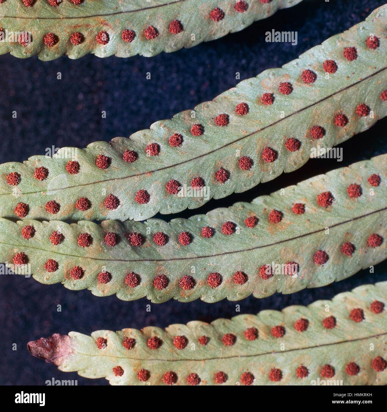 Lower surface of Sword Fern fronds with sori (Nephrolepis exaltata ...