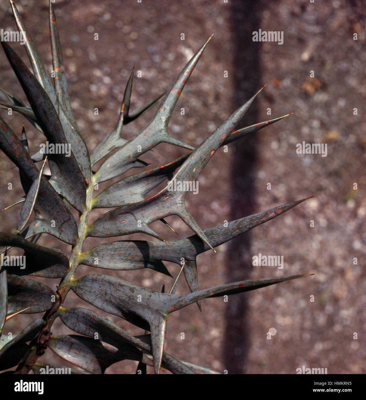 Eastern Cape Blue Cycad leaves (Encephalartos horridus), Zamiaceae ...