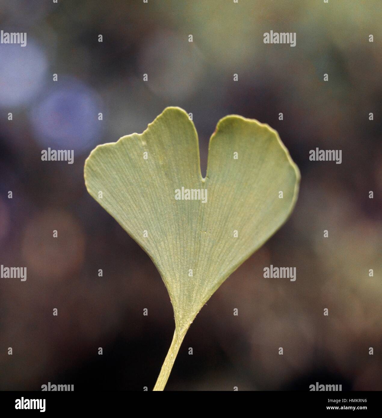 Ginkgo or Maidenhair Tree leaf (Ginkgo Biloba), Ginkgoaceae Stock Photo ...