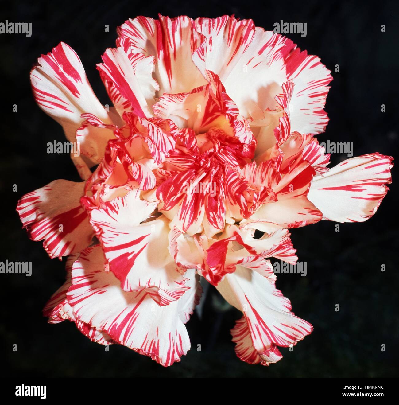 Carnation dianthus caryophyllus hi-res stock photography and images - Alamy