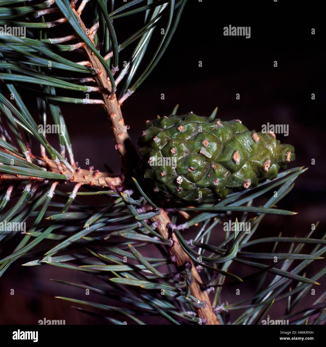 Swiss Stone Pine or Arolla Pine cone (Pinus cembra), Pinaceae Stock ...