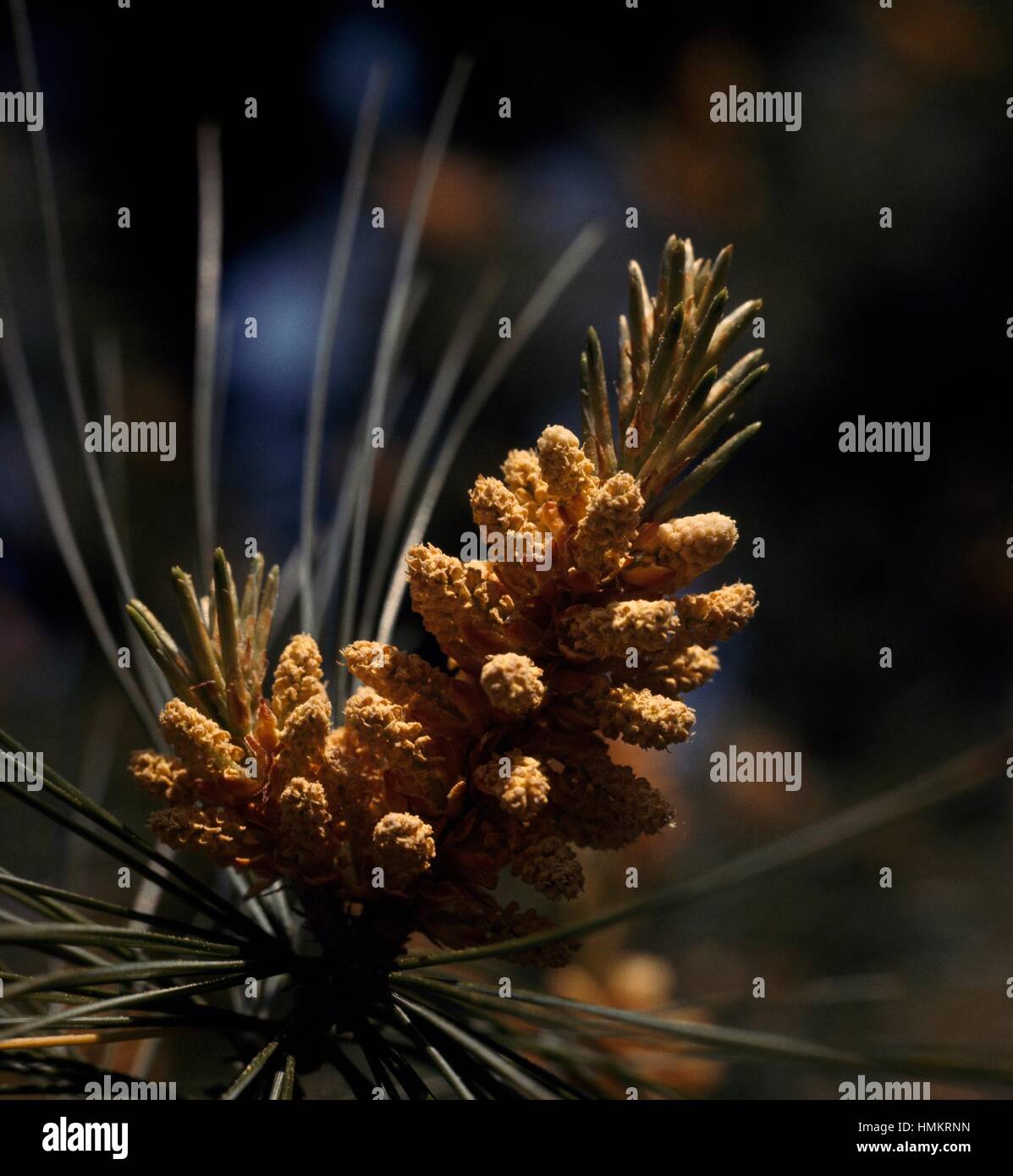 Inflorescence pinus hi-res stock photography and images - Alamy
