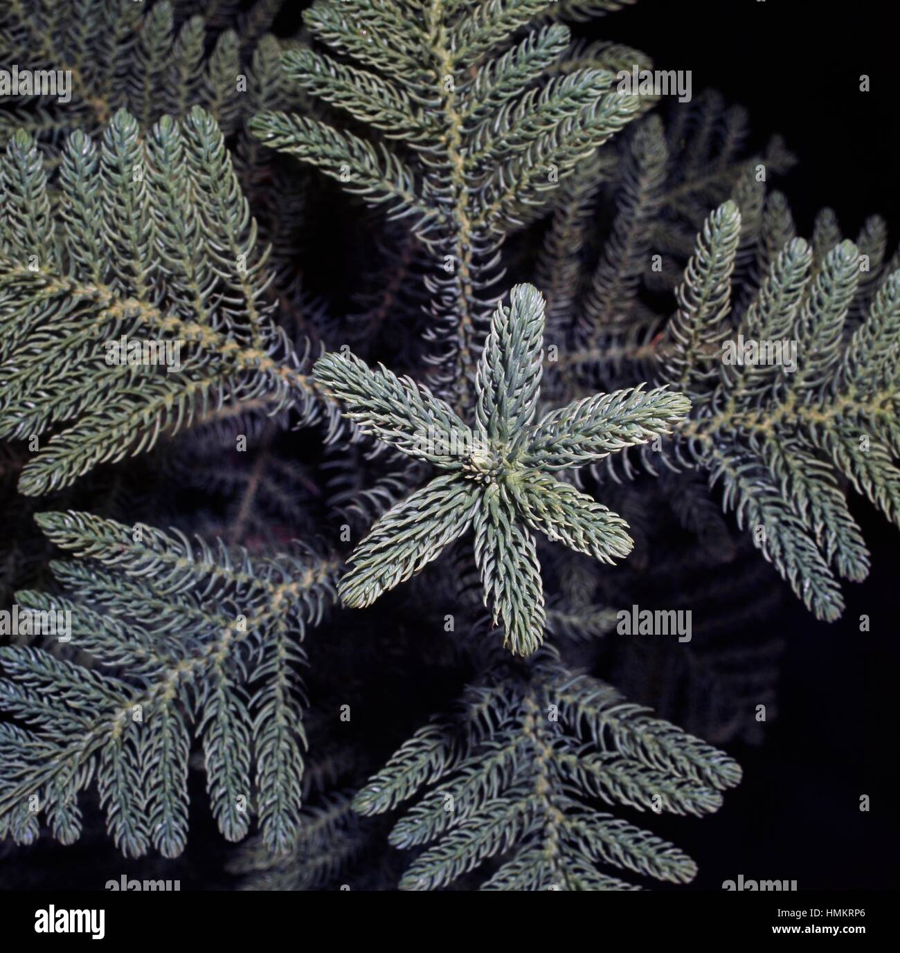 Branches of the norfolk island pine hi-res stock photography and images ...
