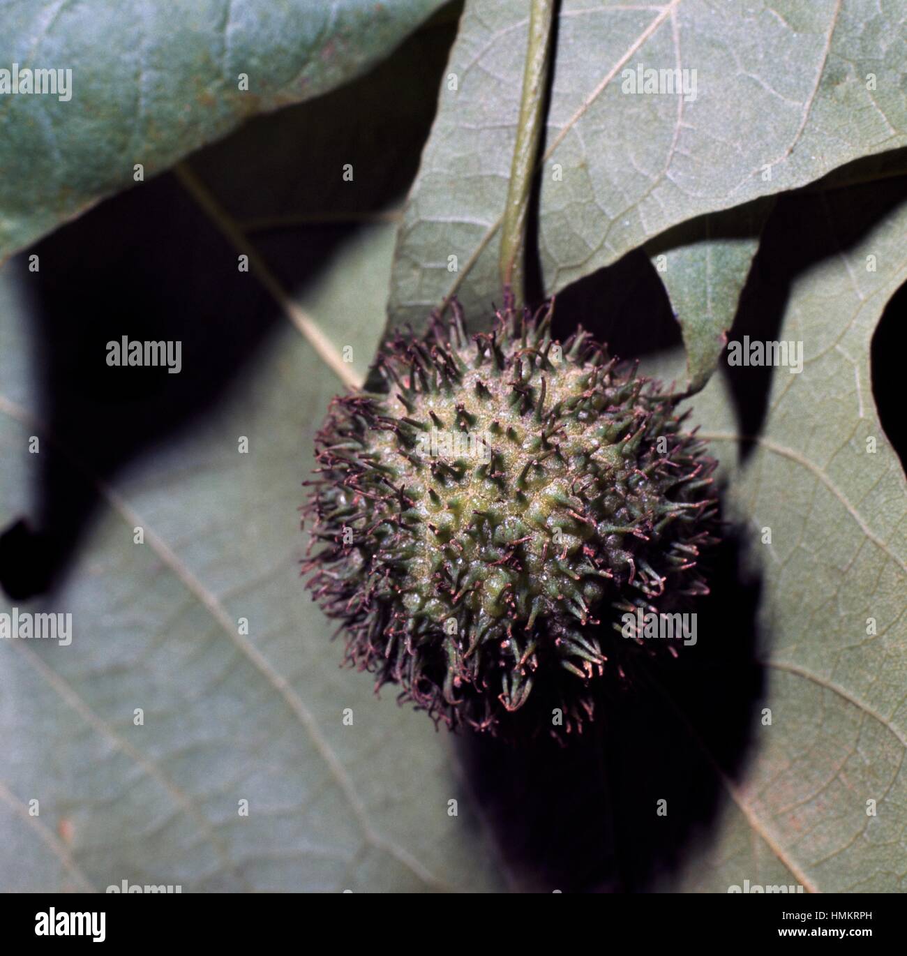 Plane tree female flower platanus sp hi-res stock photography and ...