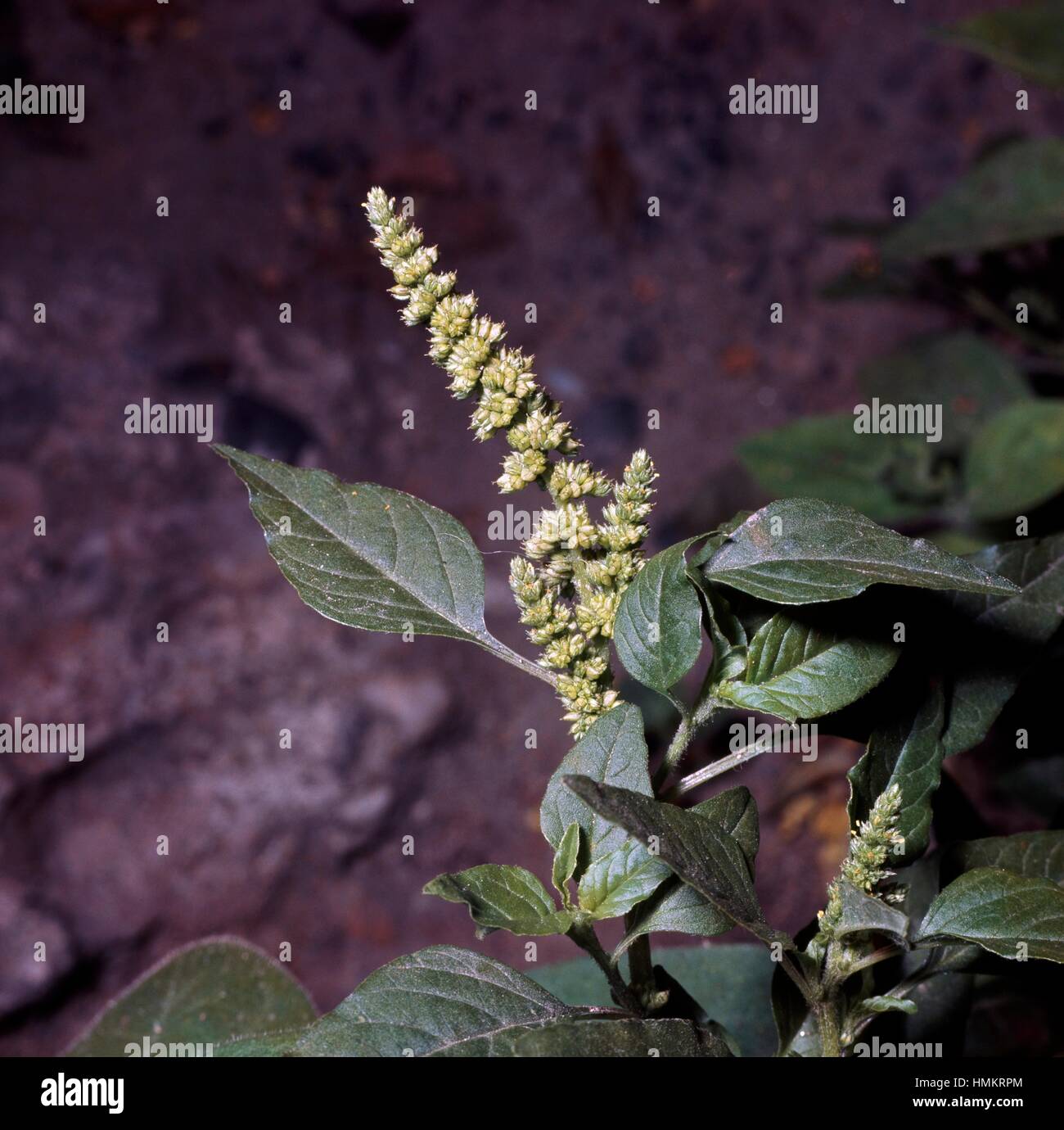 Redroot Amaranth inflorescences (Amaranthus retroflexus), Amarantaceae ...