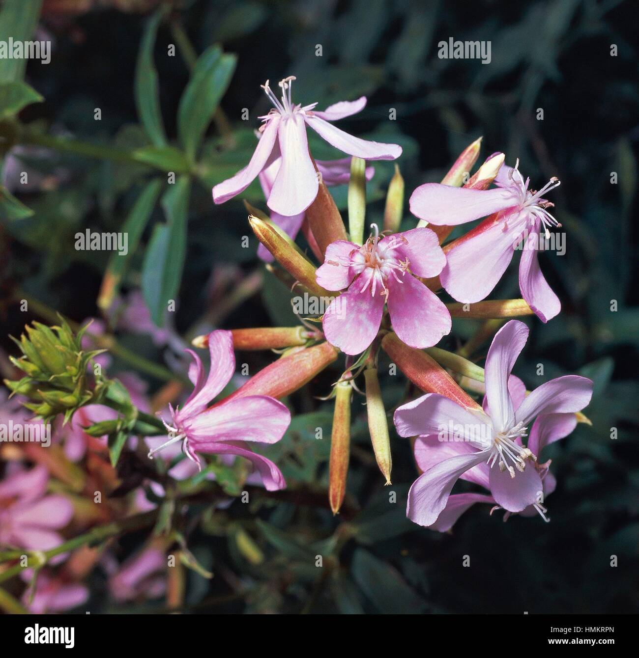 Common soapwort (Saponaria officinalis), Caryophyllaceae Stock Photo ...