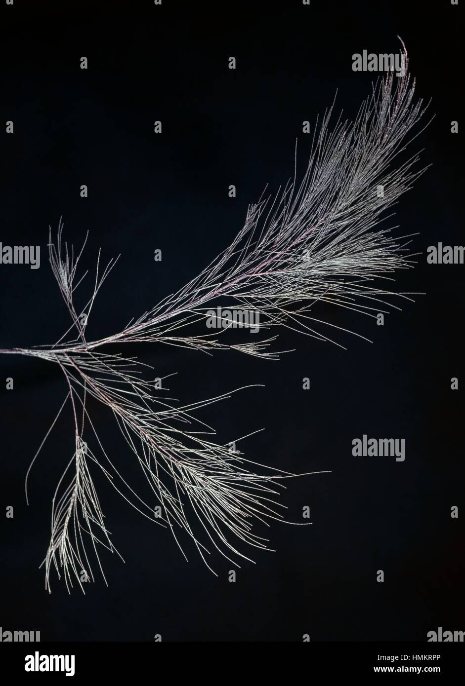 Australian Pine branch (Casuarina equisetifolia), Casuarinaceae. Detail ...