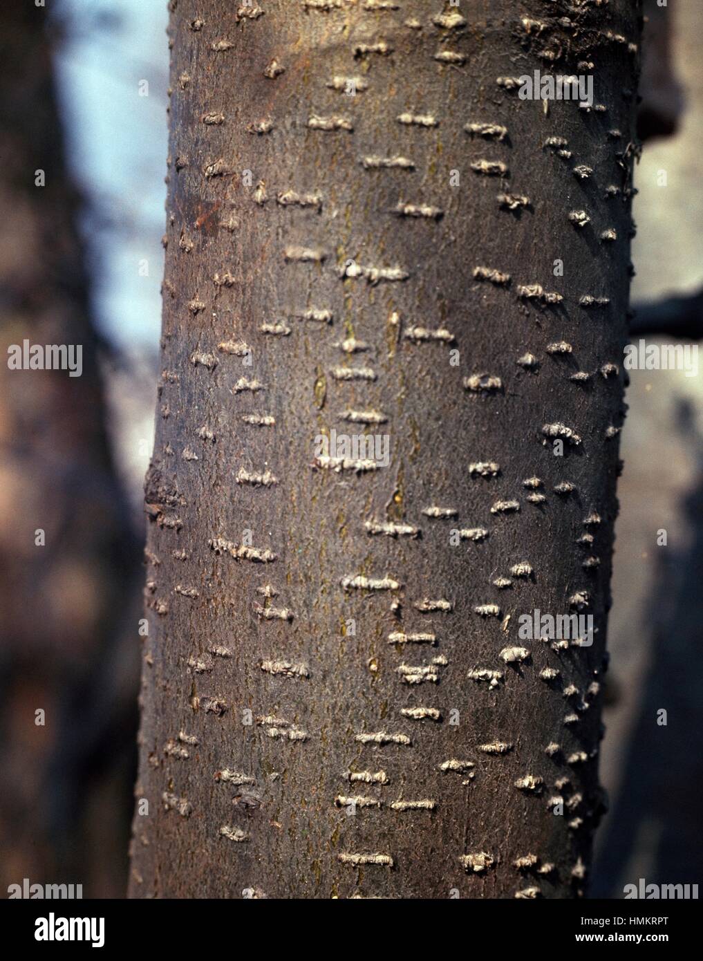Black Alder or European Alder trunk (Alnus glutinosa), Betulaceae Stock ...