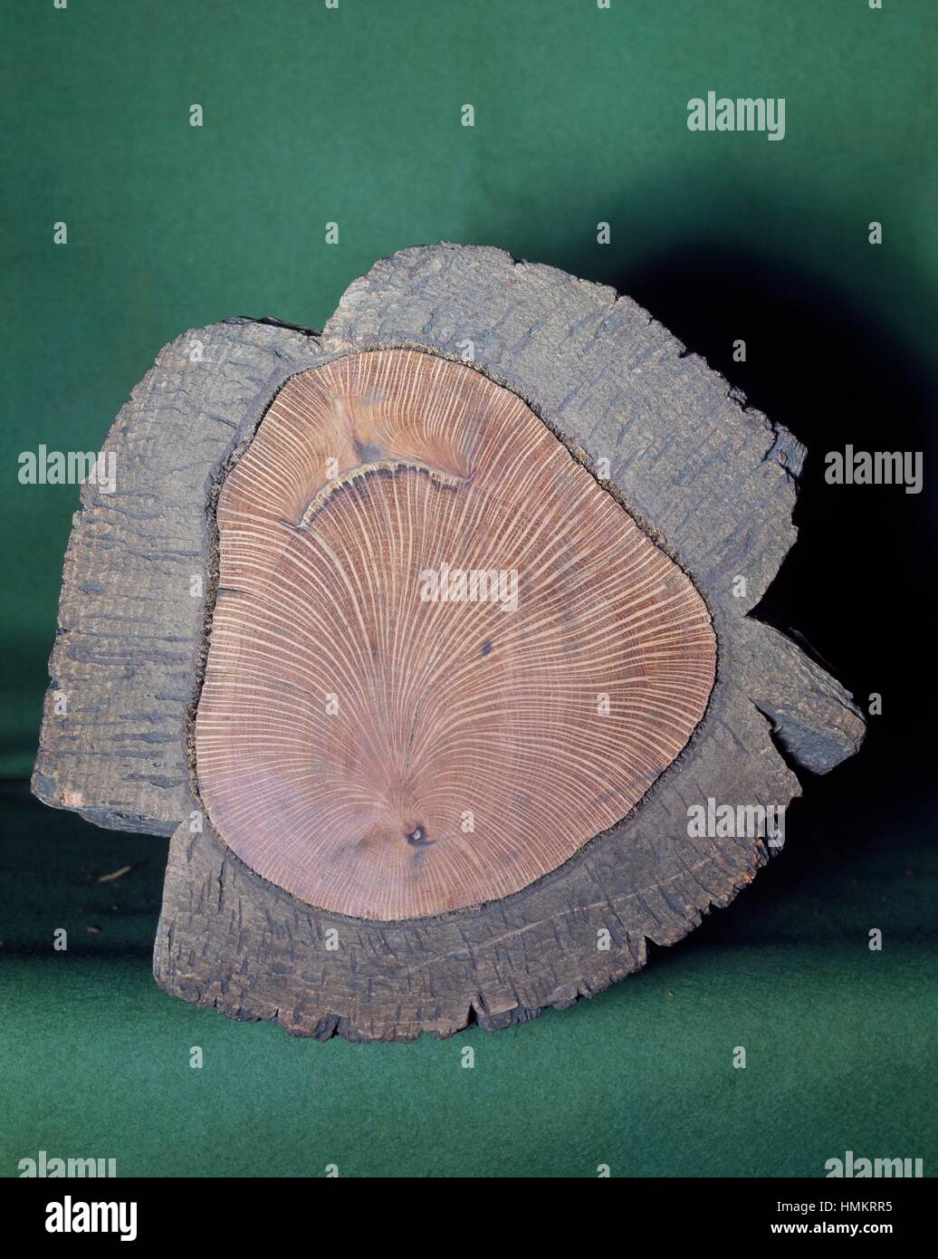 Cork tree cross section hi-res stock photography and images - Alamy