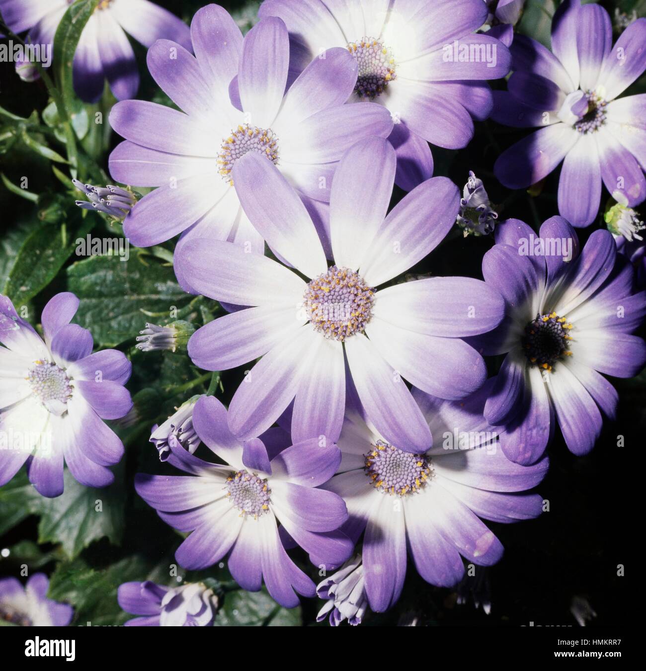 Florist's cineraria (Pericallis x hybrida), Asteraceae Stock Photo - Alamy
