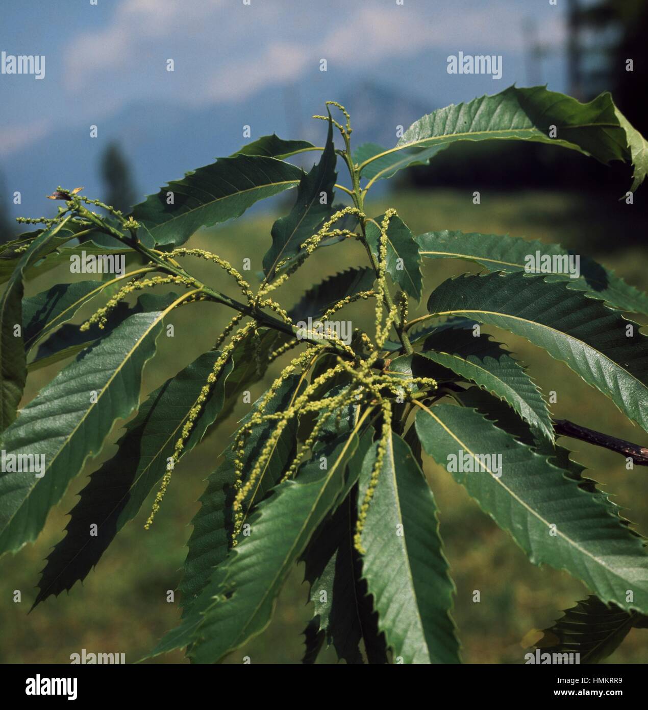 Sweet Chestnut male catkins (Castanea vesca), Fagaceae Stock Photo - Alamy