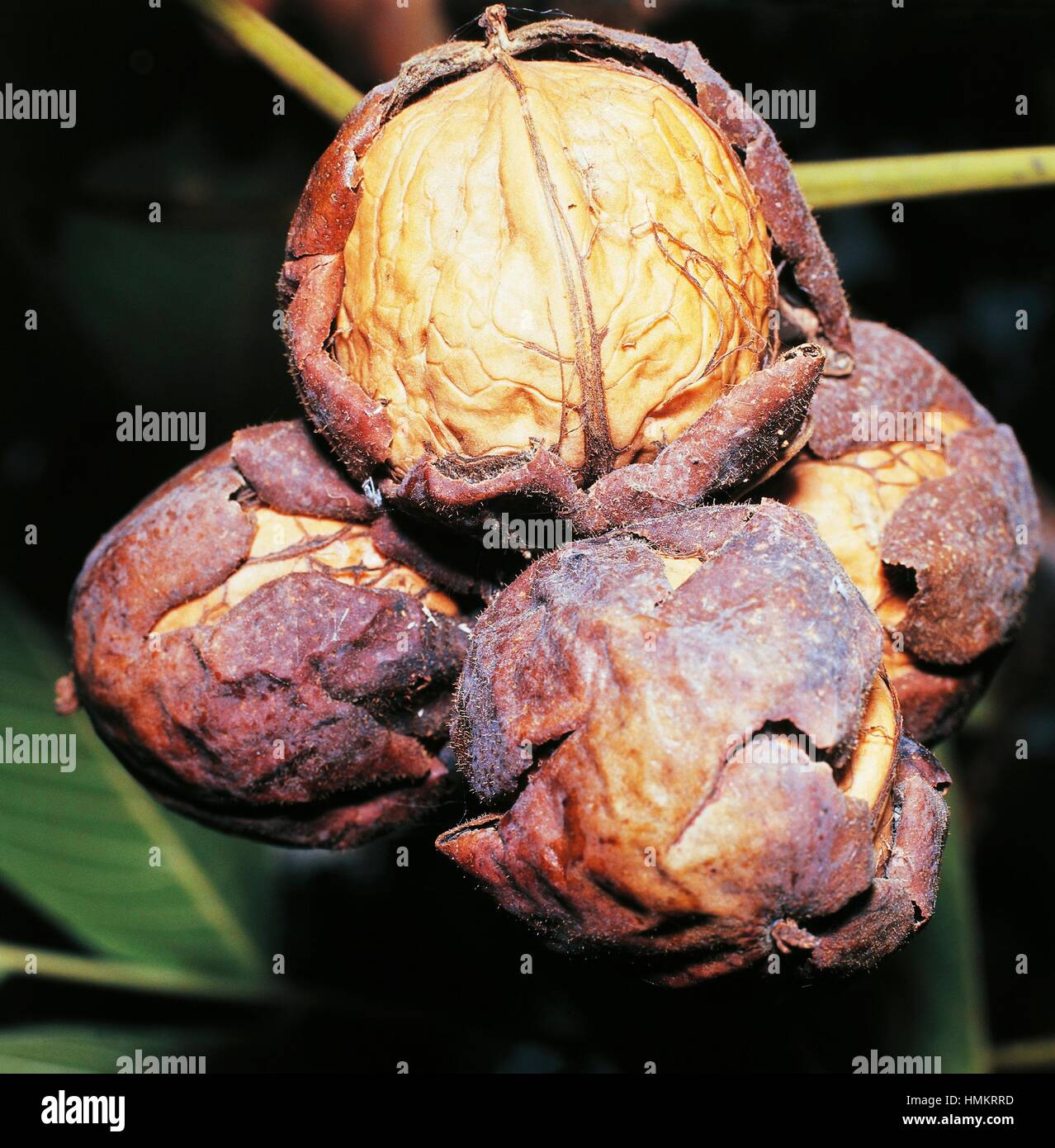 Walnut in husk, fruit of Persian Walnut (Juglans regia), Juglandaceae ...