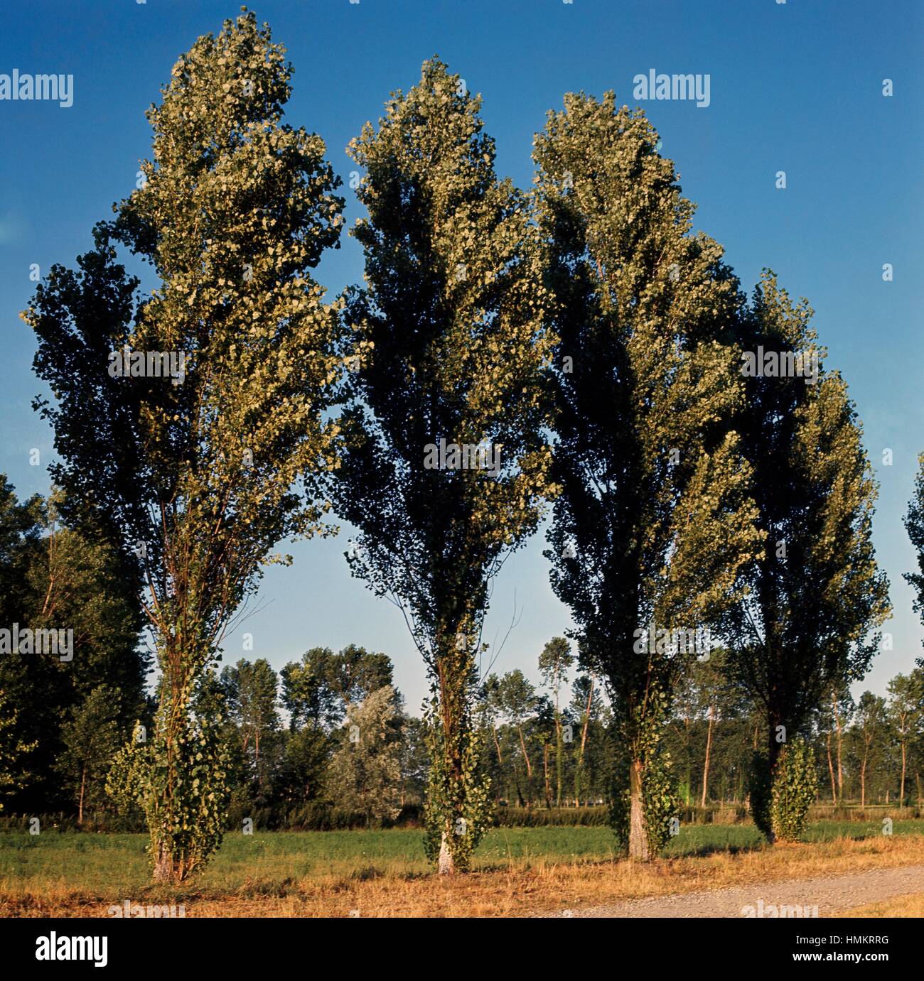 Populus nigra 'italica' hi-res stock photography and images - Alamy