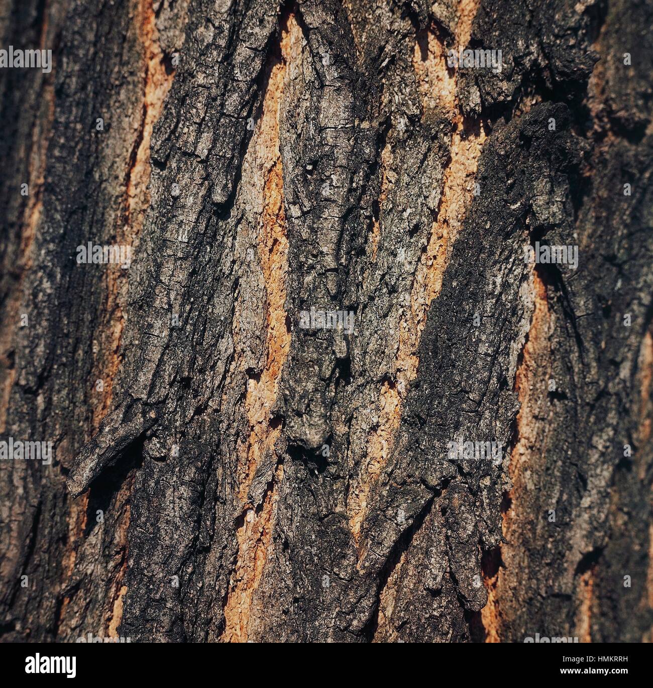 Lombardy poplar hi-res stock photography and images - Alamy