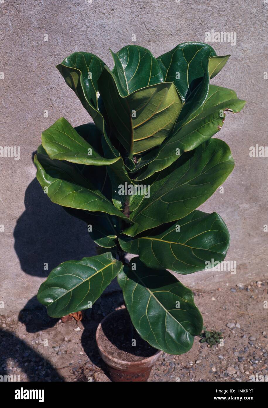 Fiddle-leaf Fig or Banjo Fig (Ficus lyrata), Moraceae Stock Photo - Alamy