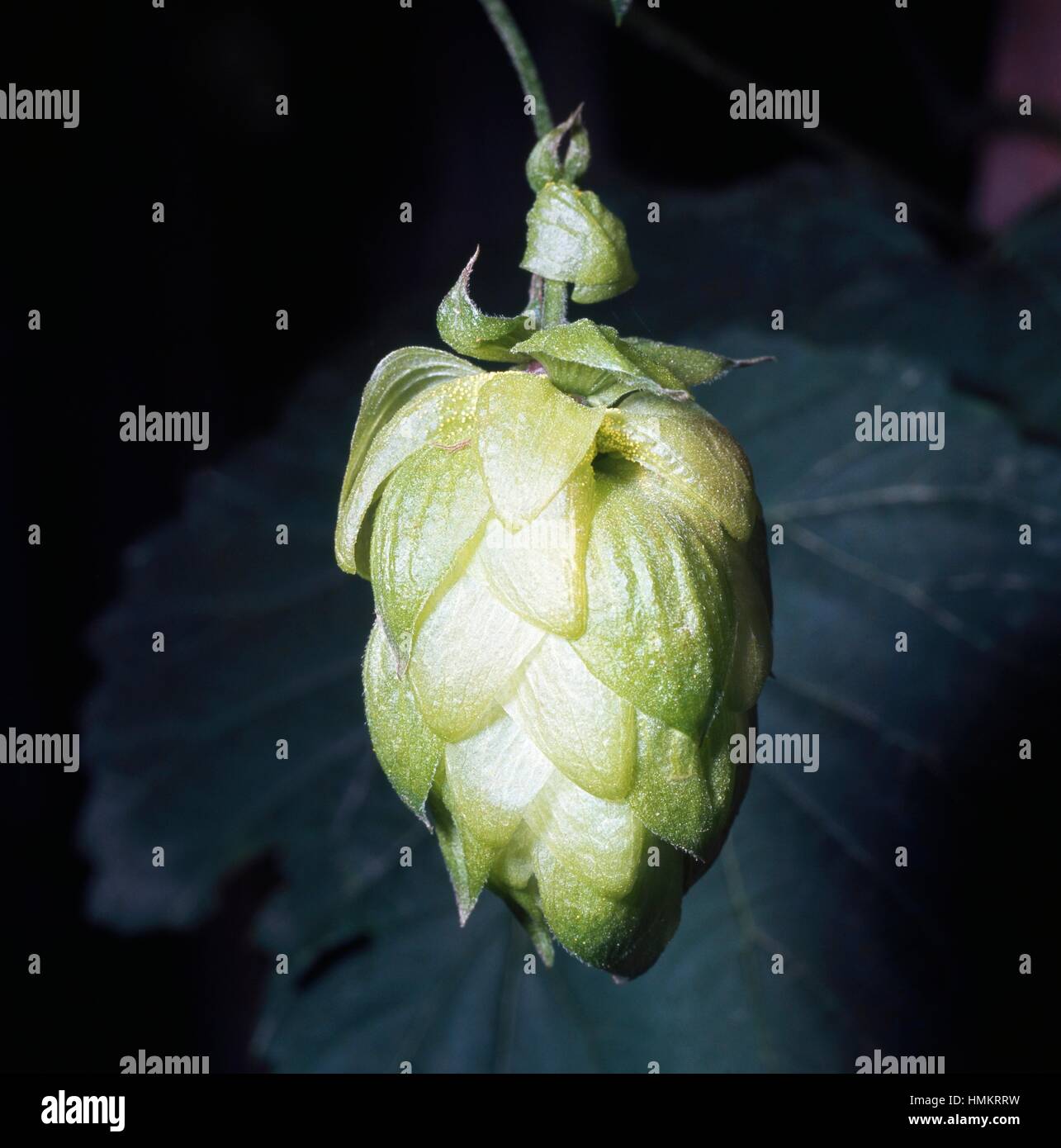 Female inflorescence of Hops (Humulus lupulus), Cannabaceae Stock Photo ...