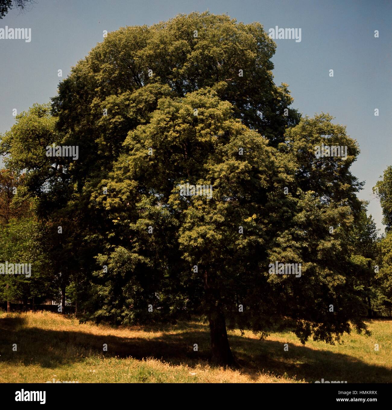 Field Elm (Ulmus campestris), Ulmaceae Stock Photo - Alamy