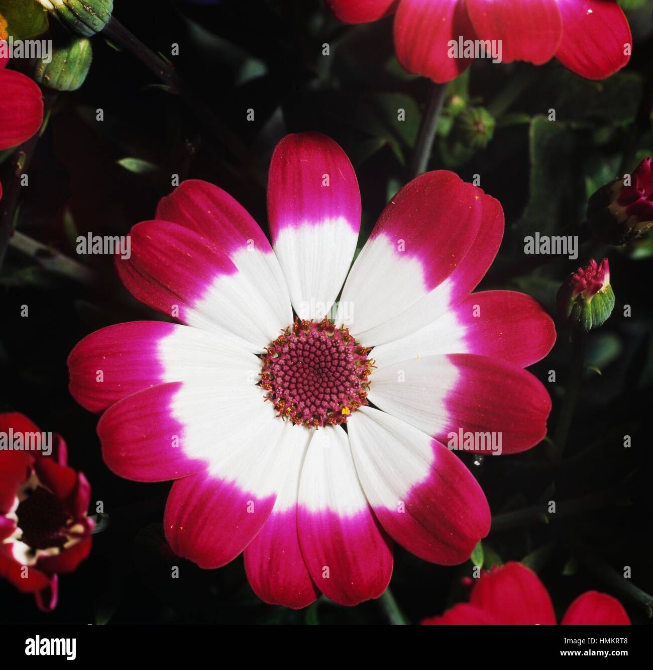 Cineraria (Senecio hybridus), Asteraceae Stock Photo - Alamy