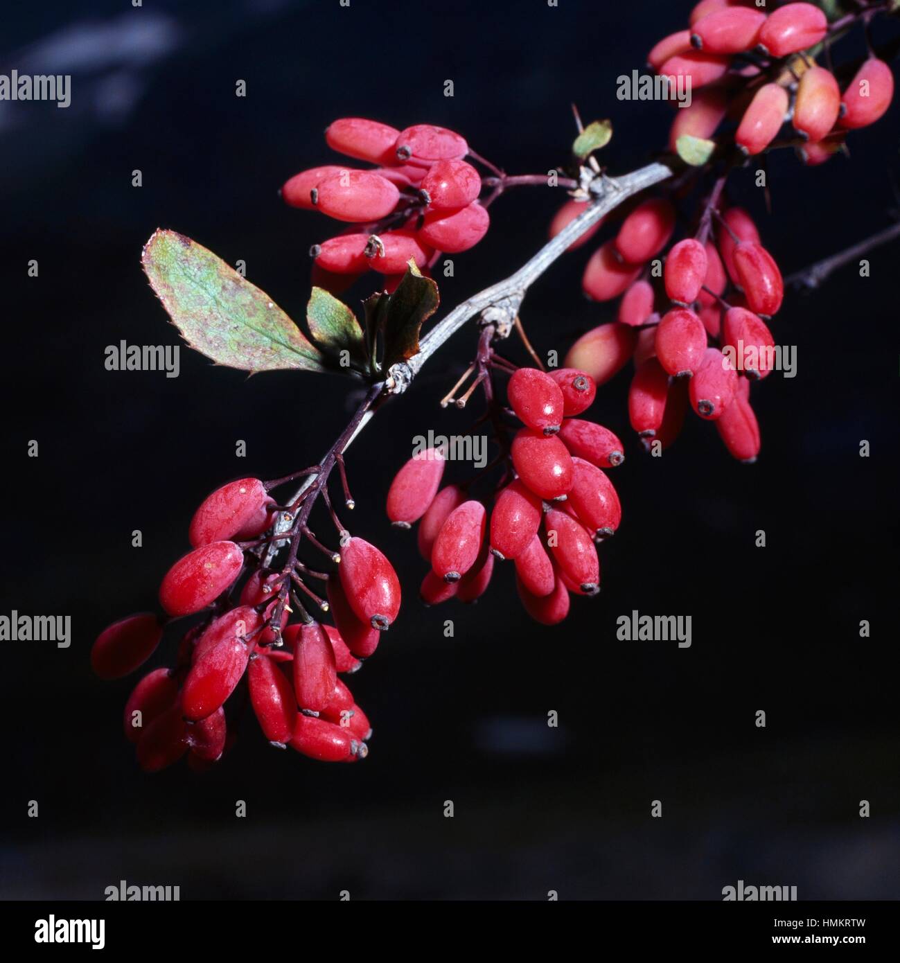 Plant berberis vulgaris hi-res stock photography and images - Alamy