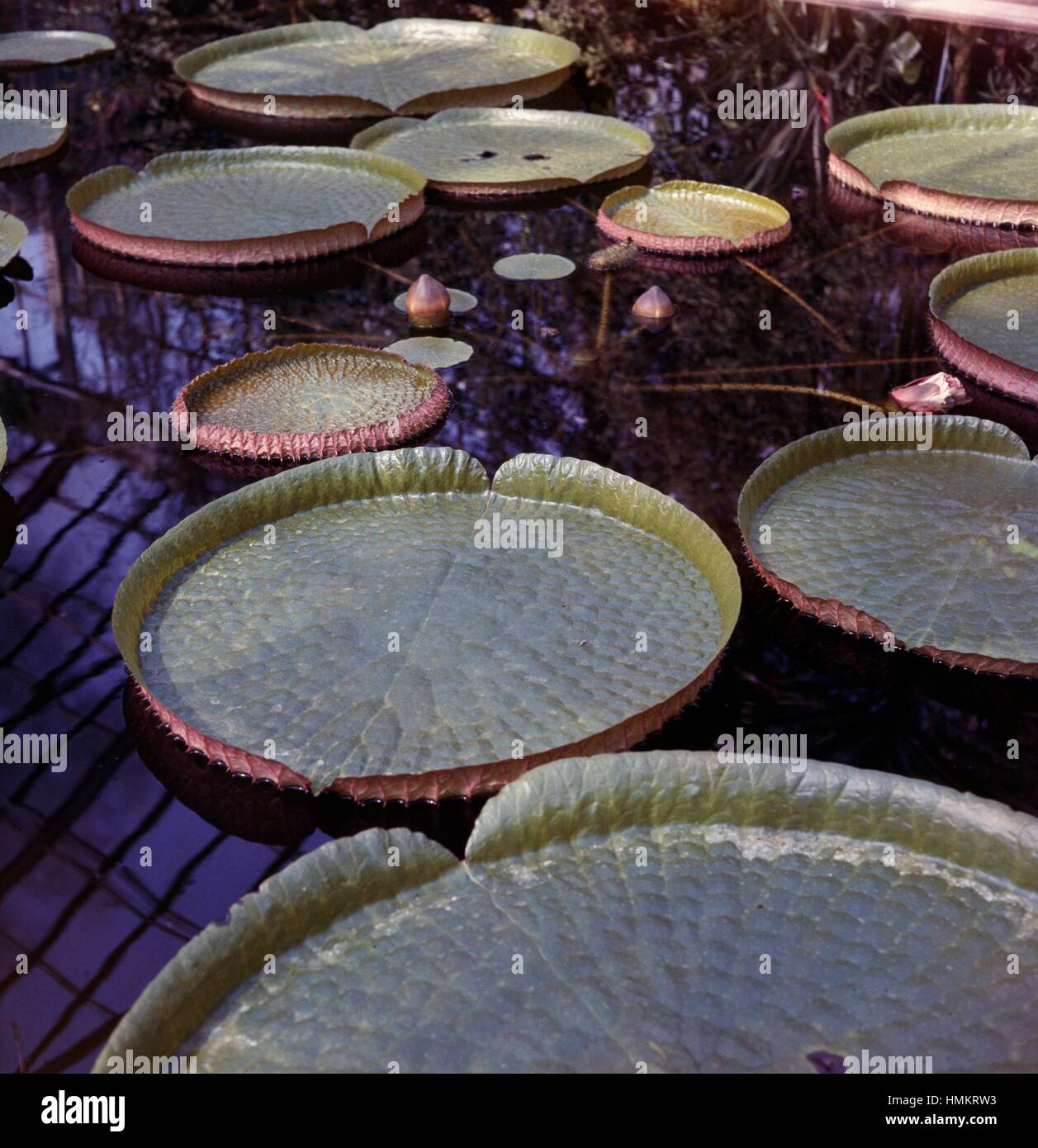 Giant water lily (Victoria amazonica) leaves, Nymphaeaceae Stock Photo ...
