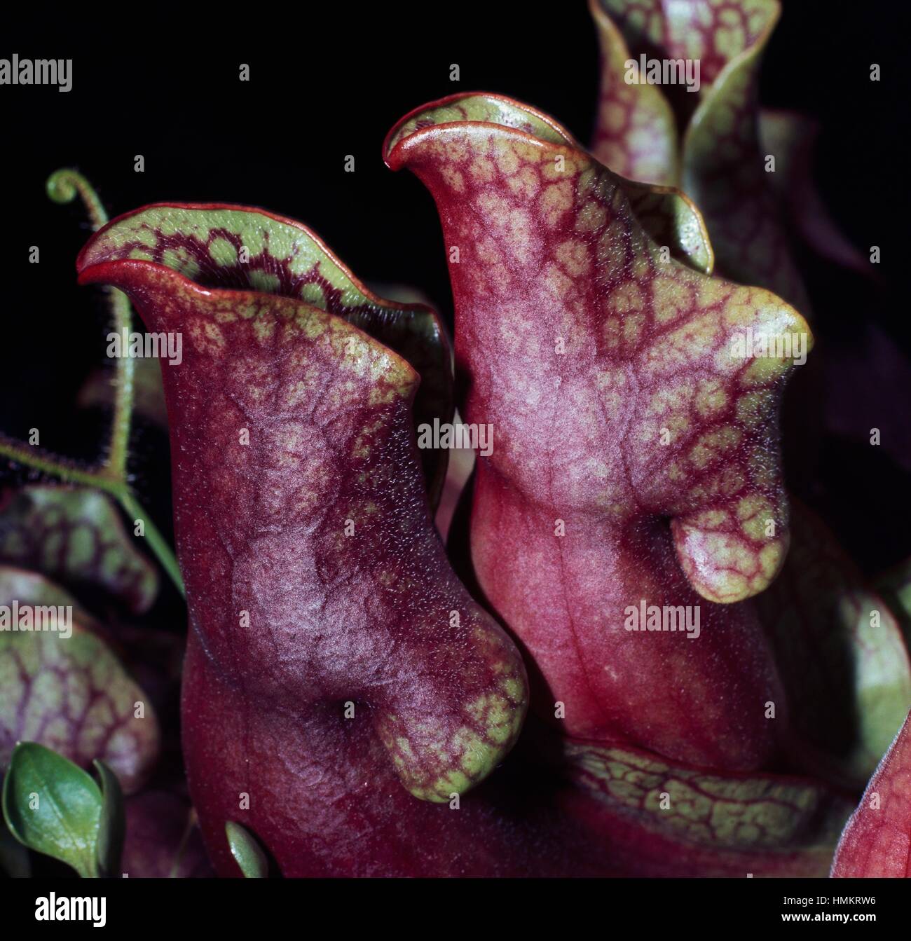 Purple Pitcher Plant leaves (Sarracenia purpurea), Sarraceniaceae Stock ...