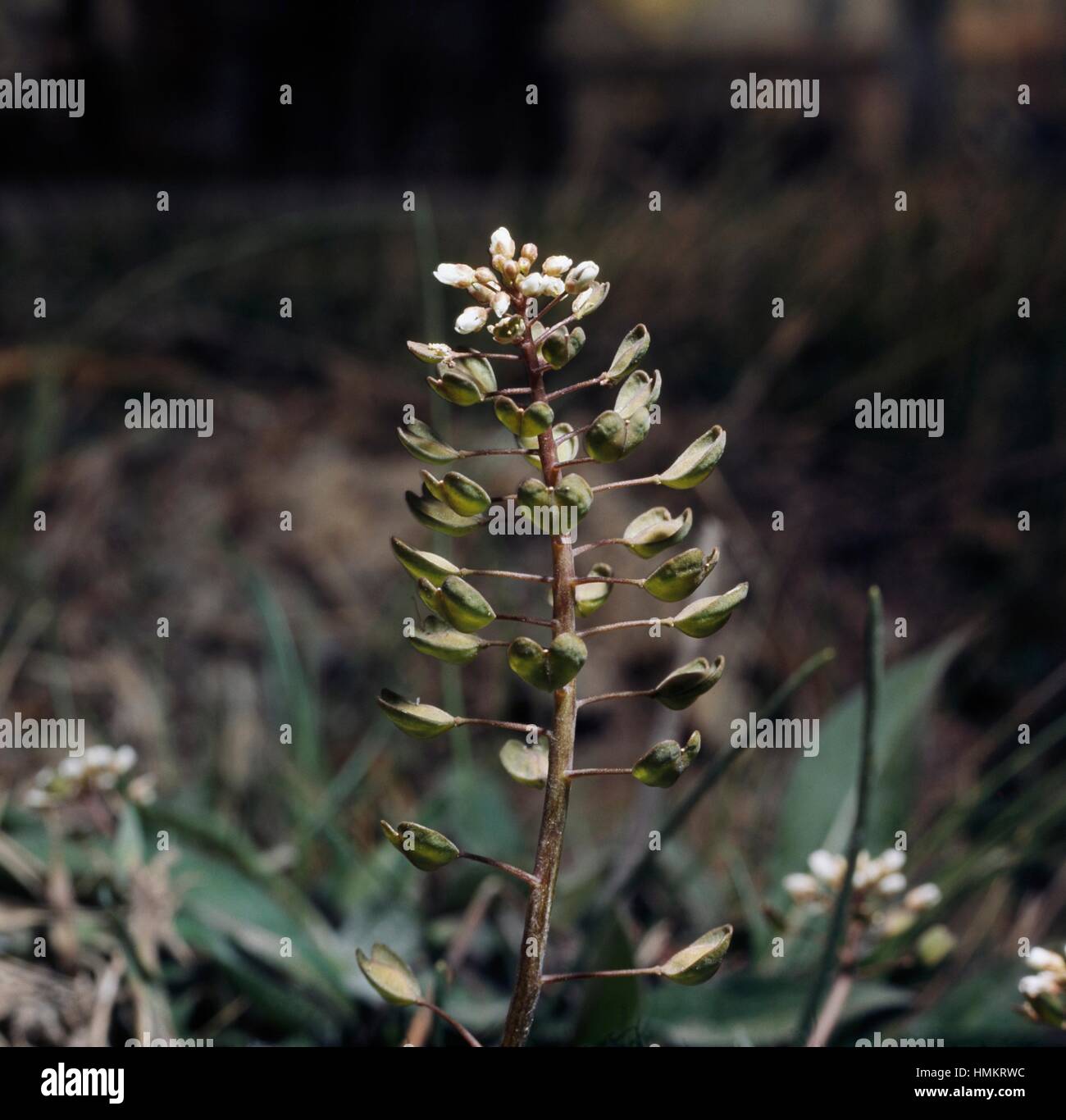 Field penny cress thlaspi arvense hi-res stock photography and images ...
