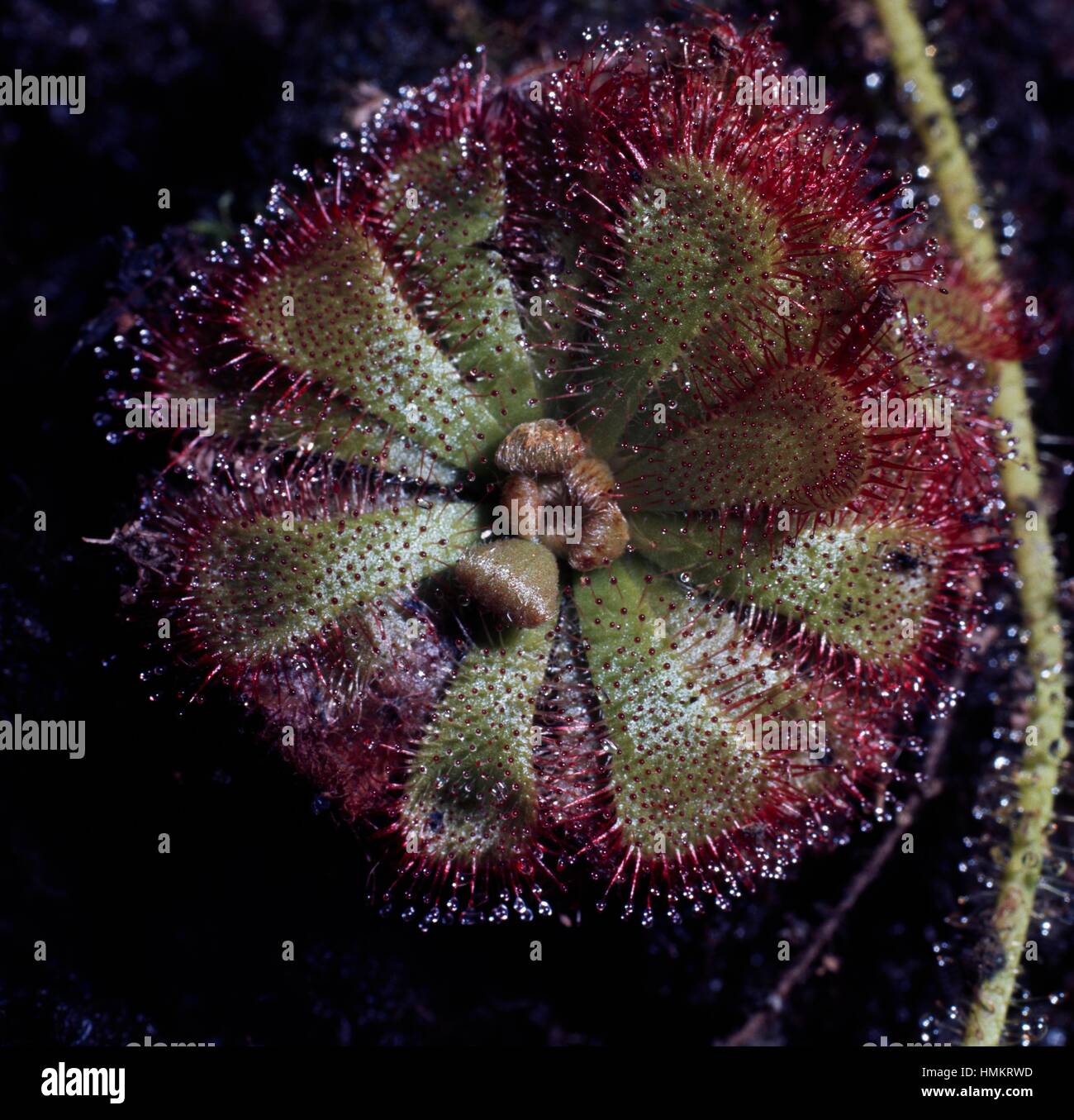Alice Sundew (Drosera aliciae), Droseraceae Stock Photo - Alamy