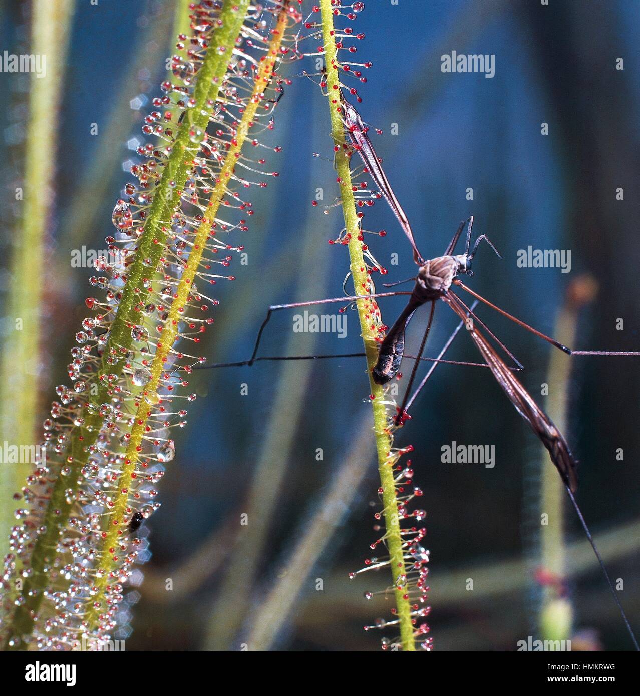 Thread-leaved Sundew capturing an insect (Drosera filiformis ...
