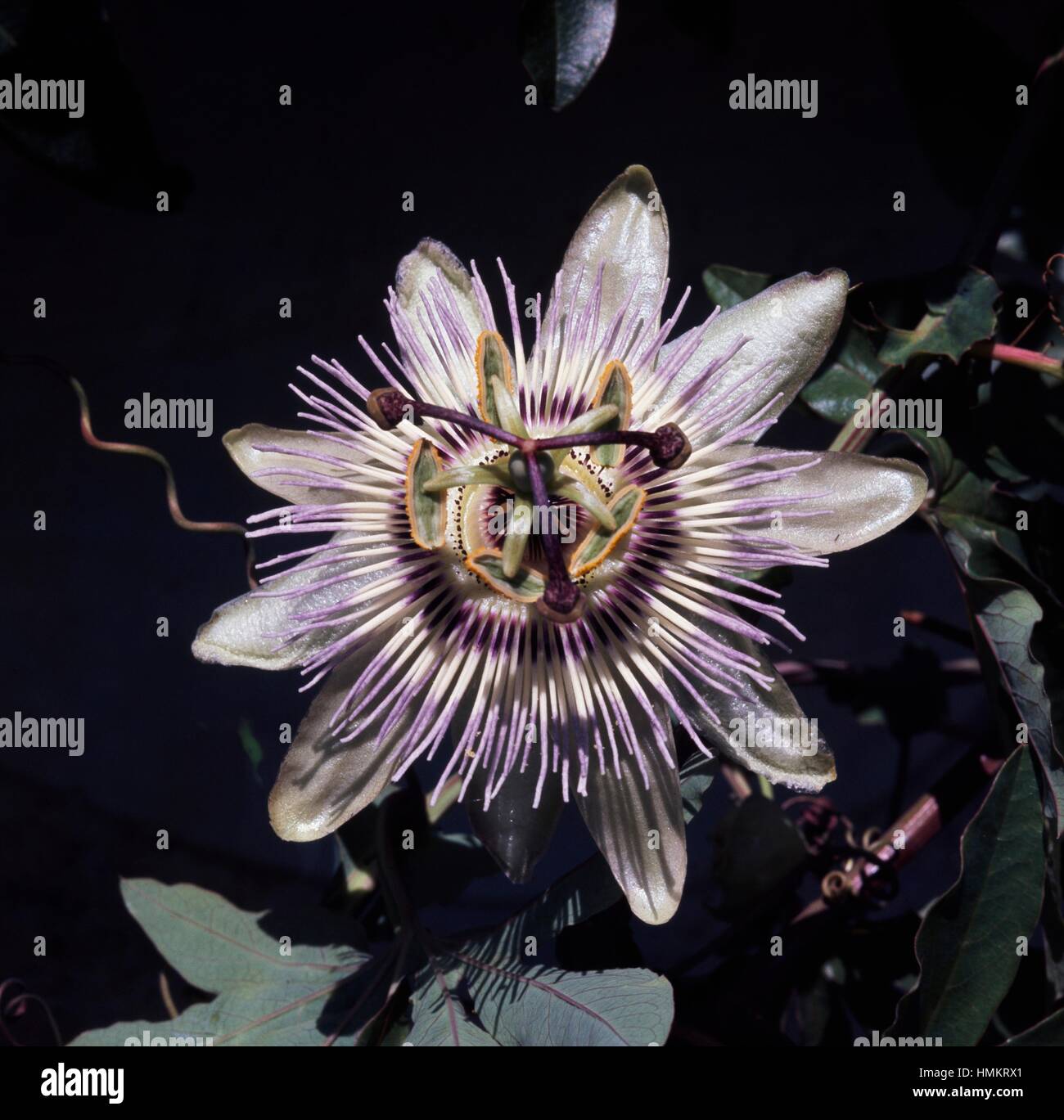 Passiflora passifloraceae hi-res stock photography and images - Alamy
