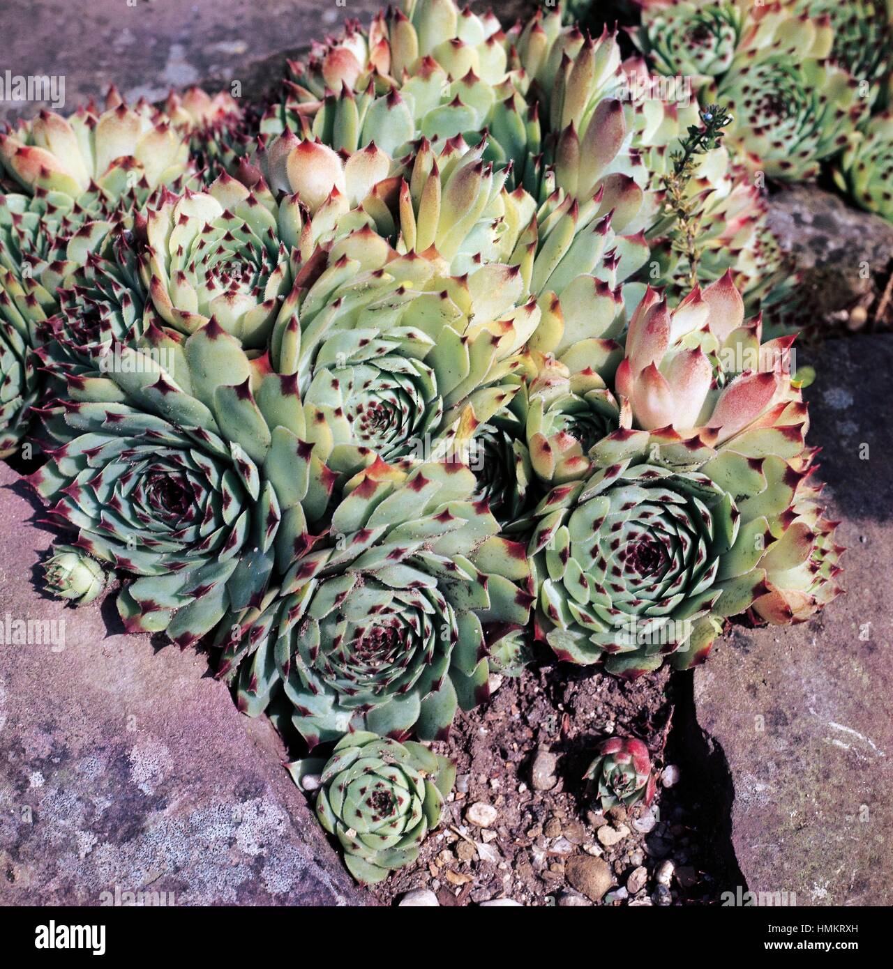 Common houseleek (Sempervivum tectorum), Crassulaceae Stock Photo - Alamy