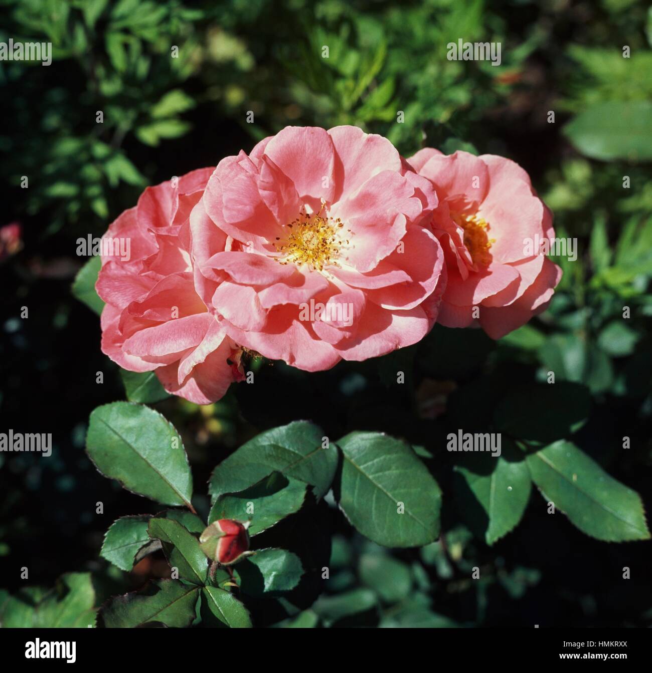 Rose caprice rosa sp hi-res stock photography and images - Alamy