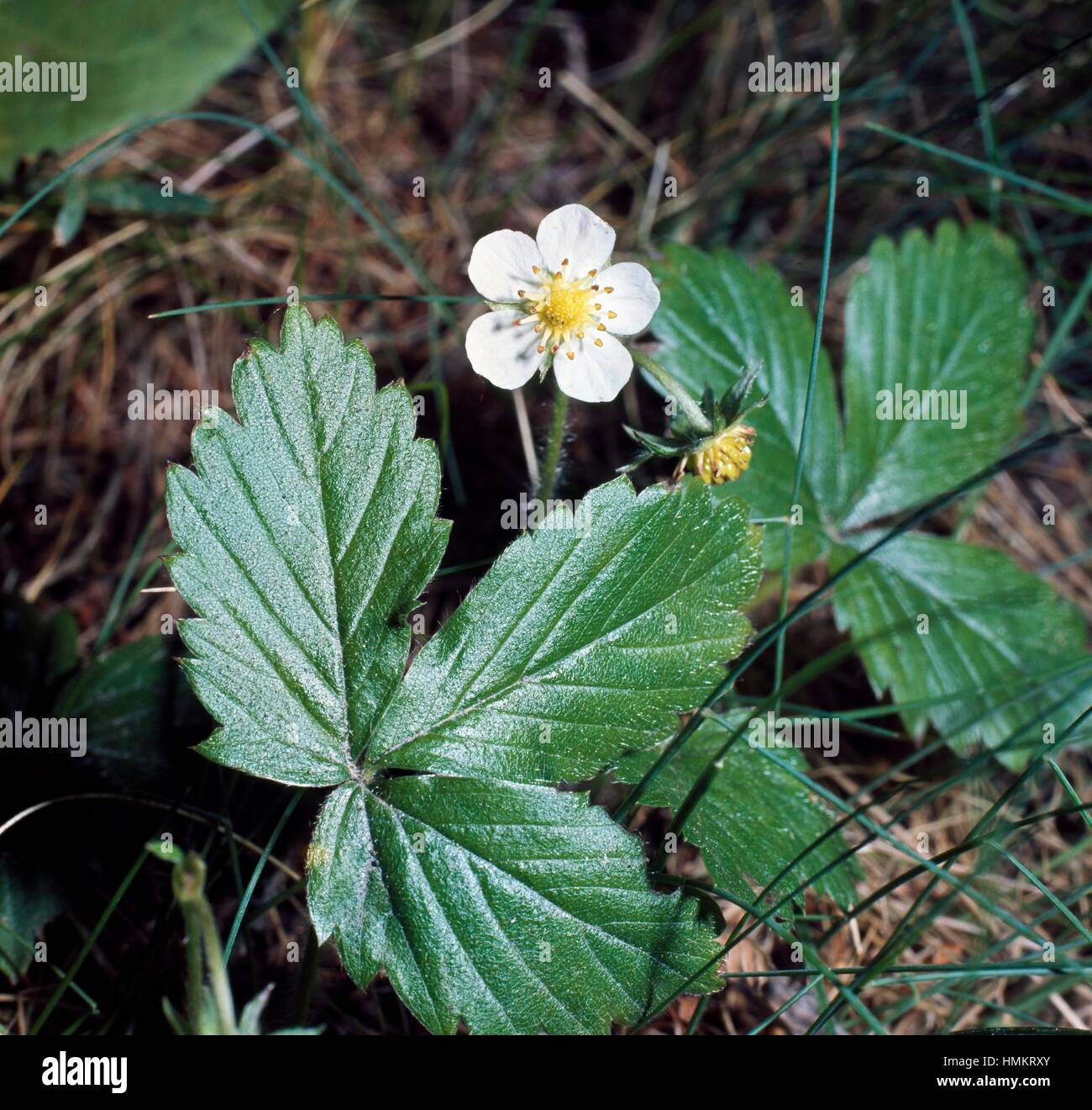 Wild Strawberry (Fragaria vesca), Rosaceae Stock Photo - Alamy