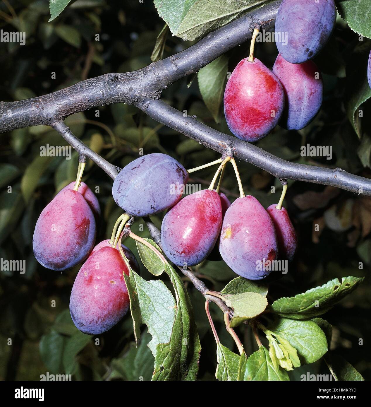 Fruits of the plum (Prunus domestica), Rosaceae Stock Photo - Alamy